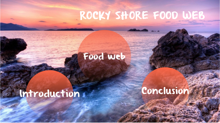 Rocky shore food web by Manassawin Doungnok on Prezi