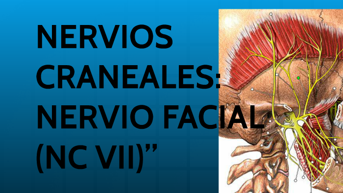 NERVIOS CRANEALES: NERVIO FACIAL (NC VII)” by Alan Mezquita on Prezi
