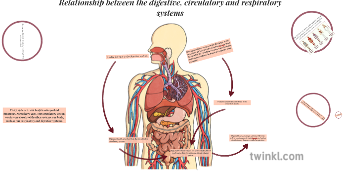 Relationship between the digestive, circulatory and respirat by Panji ...