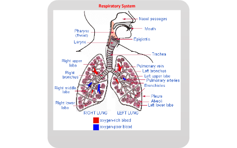 Respiratory System by Will Stankus on Prezi