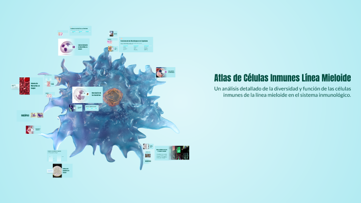 Atlas de Células Inmunes Línea Mieloide by jo segura cabrera on Prezi