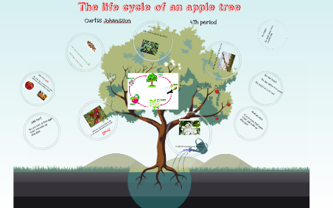 The life cycle of a apple tree by curtis johansson
