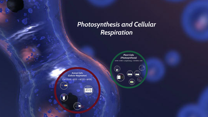 Photosynthesis and Cellular Respiration AP BIology by Brian Shih on Prezi