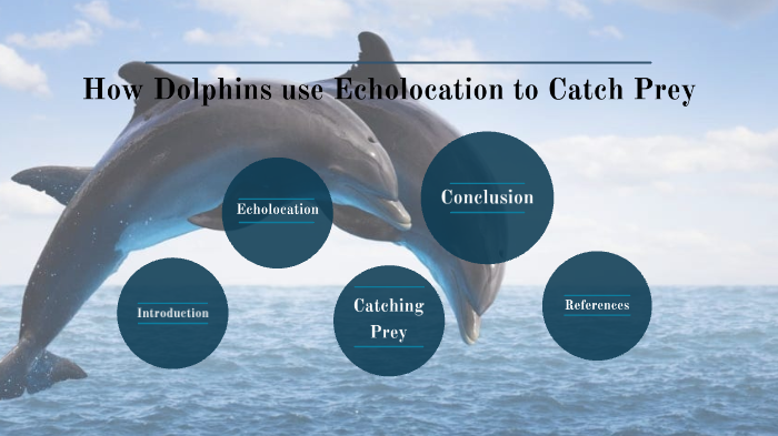 Echolocation in Dolphins by Sophie Jenkinson on Prezi