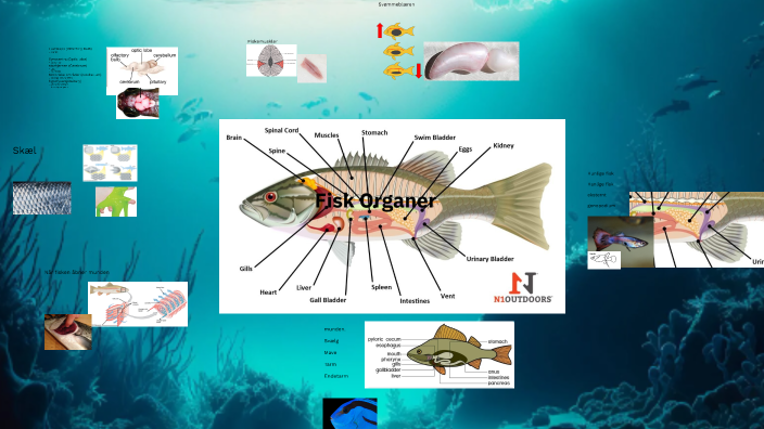Understanding Fish Organs by Marcus GAND on Prezi