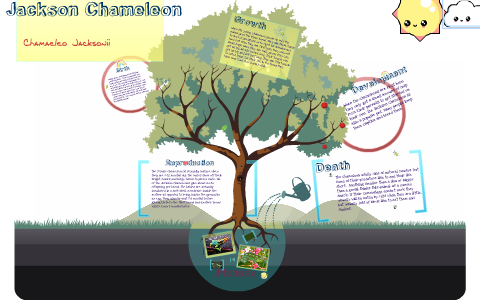 life cycle of a Jackson Chameleon by Raychel Pederson on Prezi