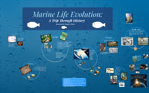 Marine Life Evolution by Heather Finch on Prezi