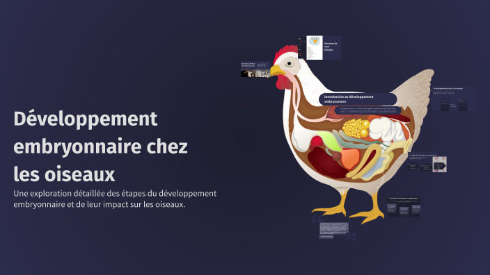 Développement embryonnaire chez les oiseaux by Safa Jemai on Prezi