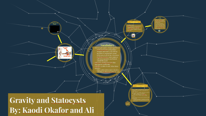 human body balance by on Prezi