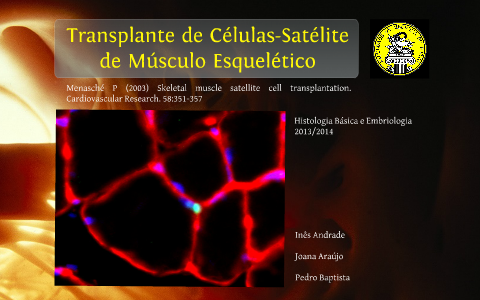 Transplante de Células-Satélite de Músculo Esquelético by Pedro ...