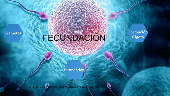 Fecundacion by Mateo Pacheco on Prezi