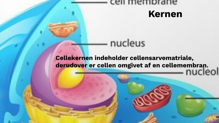 Dyrecelle by Jonas Noah Emil Knak on Prezi