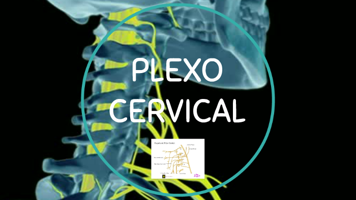 PLEXO CERVICAL by Diana Paredes on Prezi