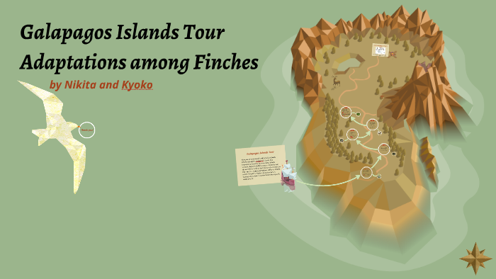 Adaptations of Darwin's Finches (Galapagos Islands) by Kyoko Griffin on ...