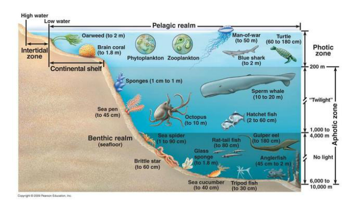 Aquatic Zones by Wylie Lucas on Prezi