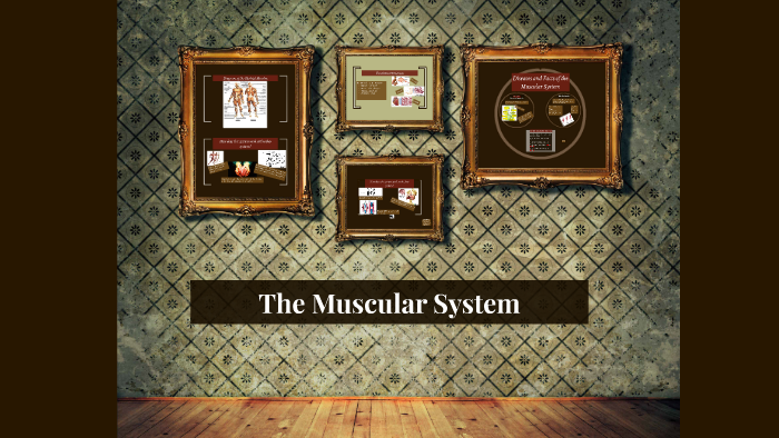The Muscular System by Heidi Pease on Prezi