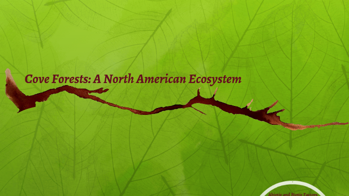 Cove Forests: A North Carolina Ecosystem by Ben Goldman on Prezi