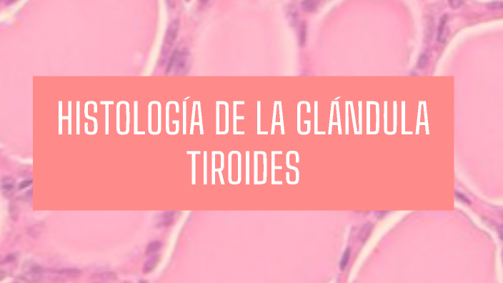 Histología de la glándula tiroides by FMED on Prezi
