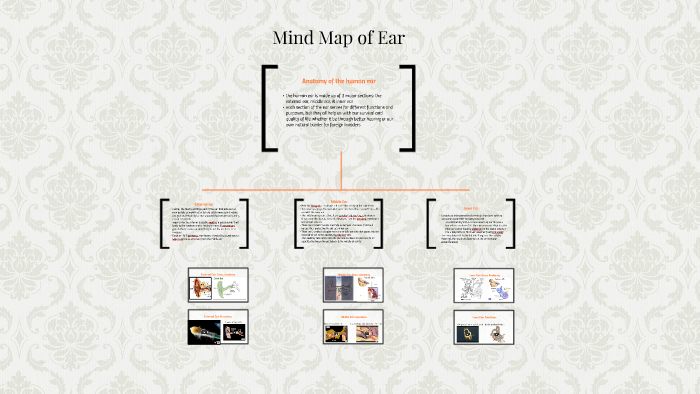 Mind Map of Ear by Molly Mickelson on Prezi