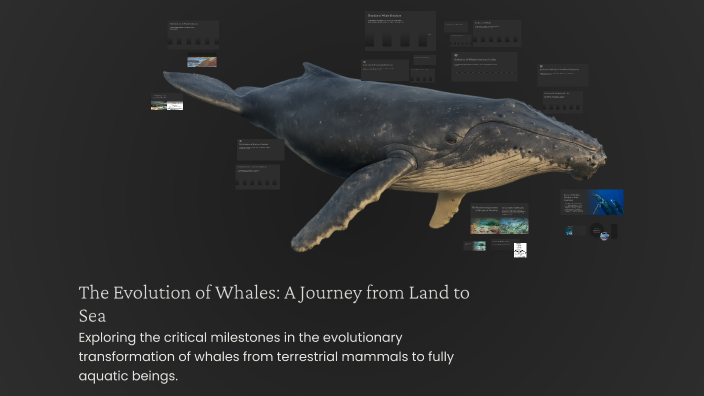 The Evolution of Whales: A Journey from Land to Sea by Beth Maddison on ...