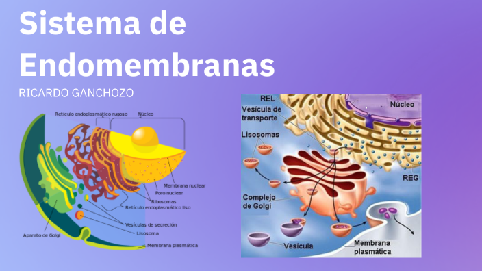 Sistema de Endomembranas by Ricardo Ganchozo Gomez on Prezi