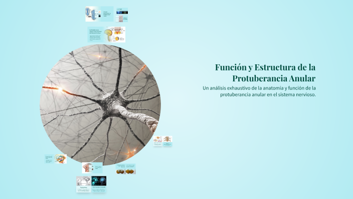 Función y Estructura de la Protuberancia Anular by Lilian Gutiérrez Quispe on Prezi