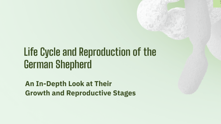 Life Cycle and Reproduction of the German Shepherd by Jonathan ...