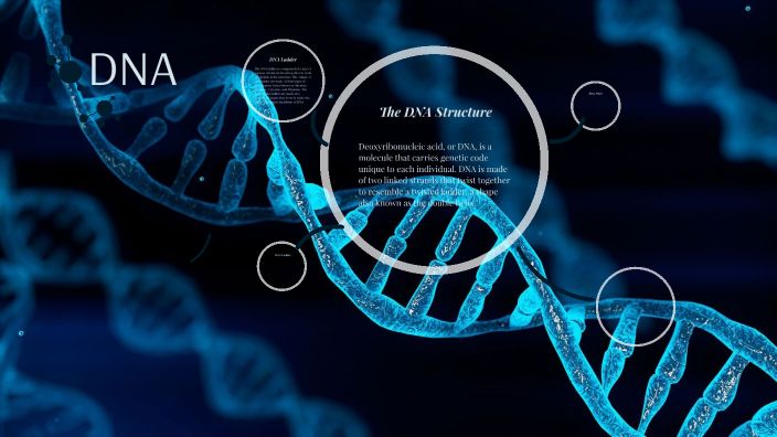 DNA Structure by William Slade on Prezi
