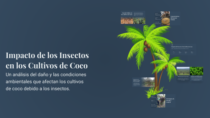 Impacto de los Insectos en los Cultivos de Coco by Yarlidis López ...