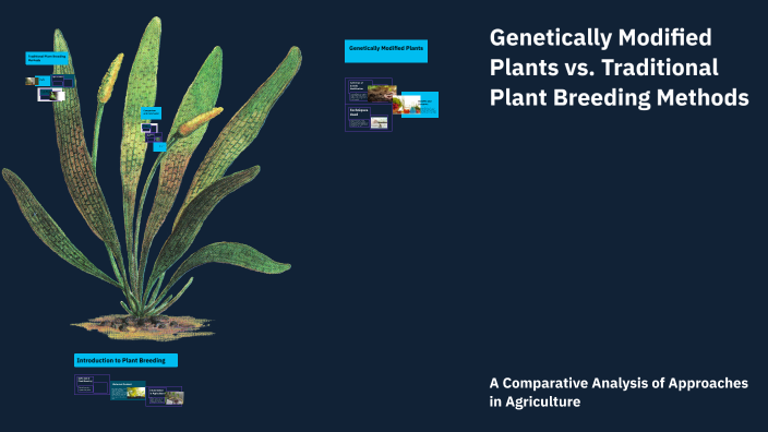Genetically Modified Plants vs. Traditional Plant Breeding Methods by ...