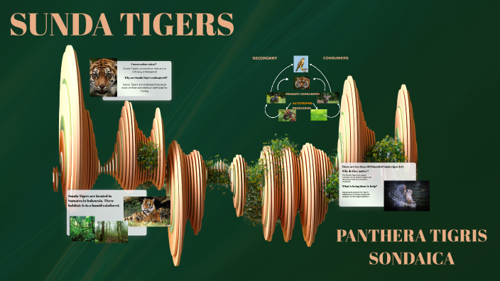 Sunda Tiger by Isabel Montes on Prezi