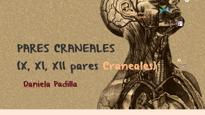 Pares craneales ( X, XI, XII) by Kim Mikka