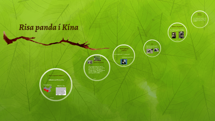 Risa panda í kína by sæðvaldur börn ríðu69son on Prezi