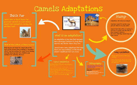 Camel Adaptations by Ahmed Malik on Prezi