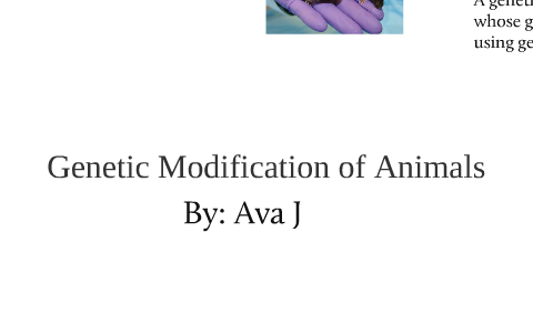 Genetic Modification of Animals by Ava J on Prezi