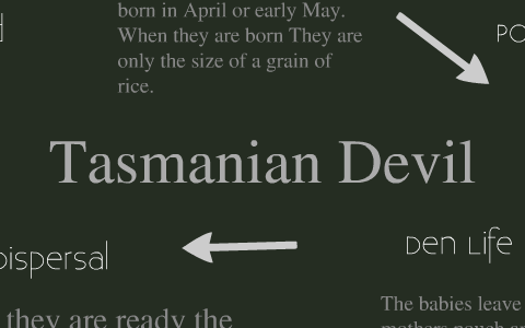 Tasmanian Devil - Life Cycle by Thomas Graham on Prezi