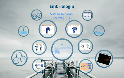 Embriologia Del Sistema Nervioso Central (SNC) by Fabian Yenery on Prezi