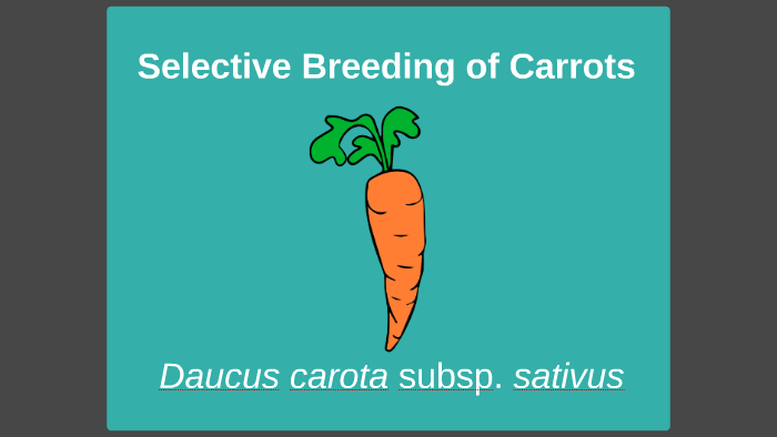 Selective Breeding of Carrots by Taylor Van Stiphout on Prezi