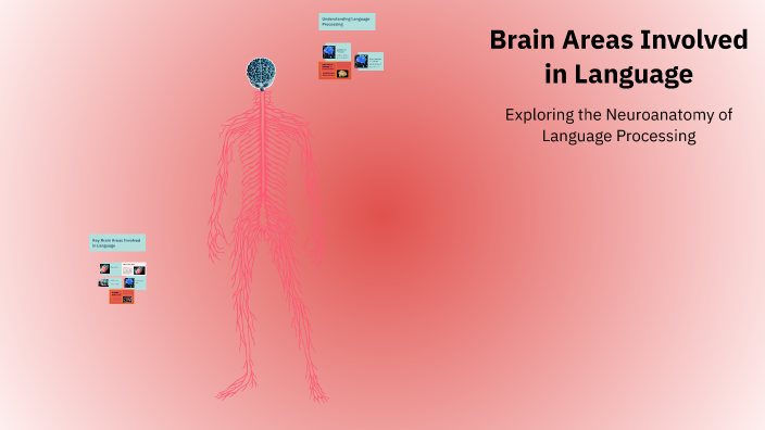Brain Areas Involved in Language by Omar Ibrahim on Prezi