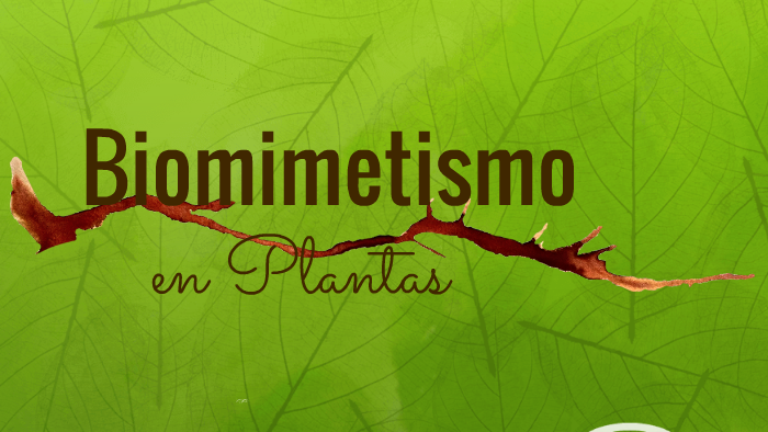 Biomimetismo by Edison Amezquita C