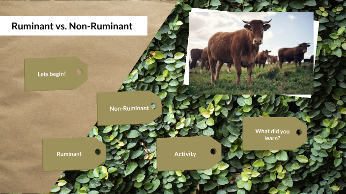 Ruminant vs. Non-Ruminant by Victoria Urteaga on Prezi