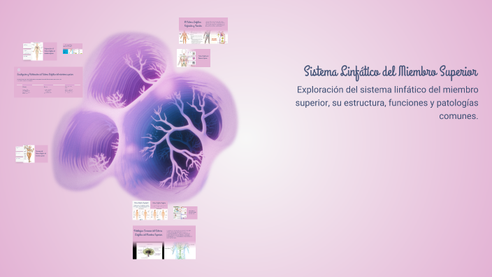 Sistema Linfático del Miembro Superior by Daiana Suarez on Prezi