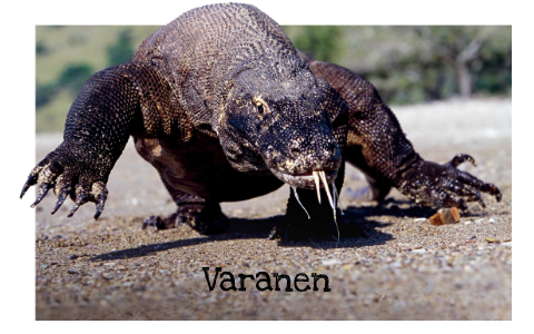 Varanen by Lowie Willaert on Prezi
