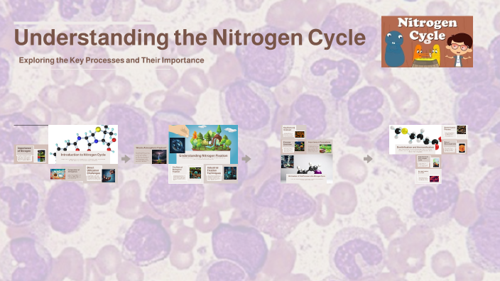 The Nitrogen Cycle by Alishba Fatima on Prezi