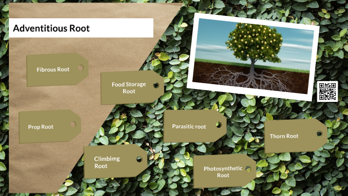 Adventitious Root by Pitchayaporn Wongpling on Prezi