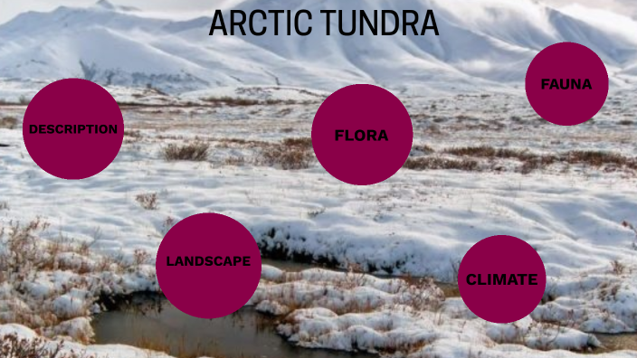 Arctic tundra by moramay diaz on Prezi