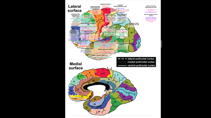 Localising Brain Functions by Zunaid Islam on Prezi