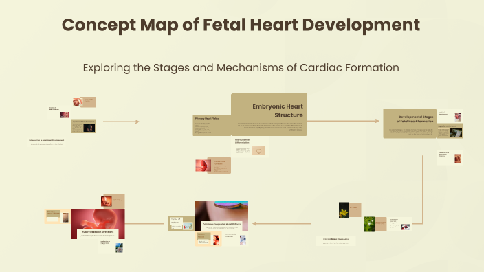 Concept Map of Fetal Heart Development by Amanda Rideout on Prezi