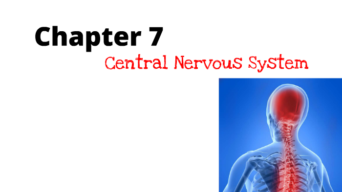 CH 7 Central Nervous System Notes by Lori Richardson