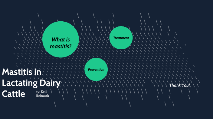 Mastitis in Lactating Dairy Cattle by Kell Helmuth on Prezi